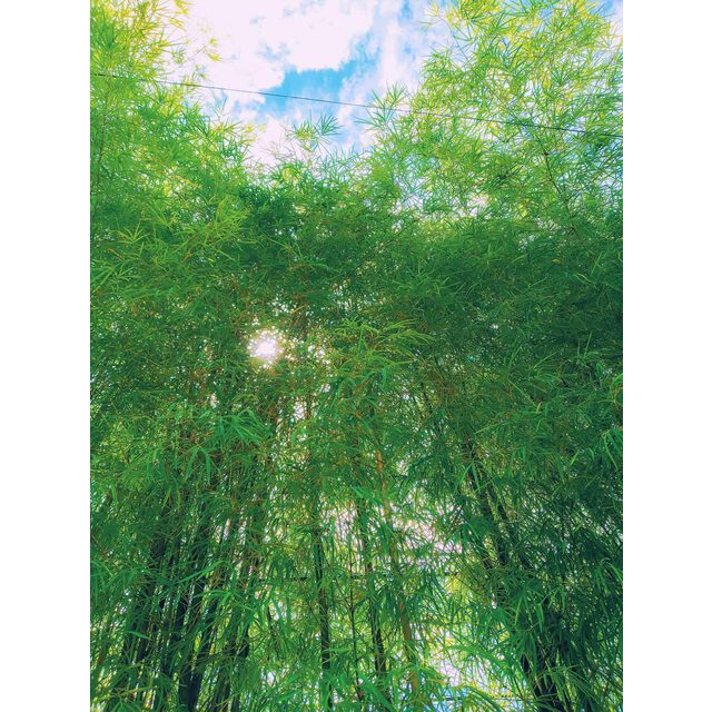 Interessante weetjes over bamboe - Boomba Bamboo